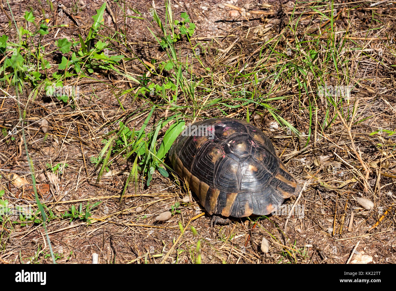 Definition biology hi-res stock photography and images - Alamy
