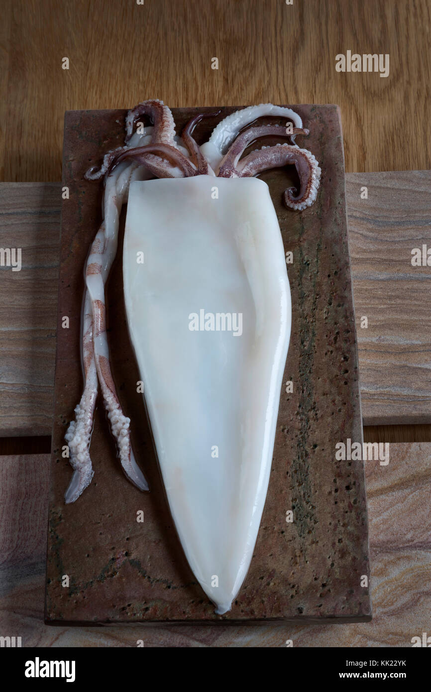 Squid with tentacles and body envelope hi-res stock photography and ...