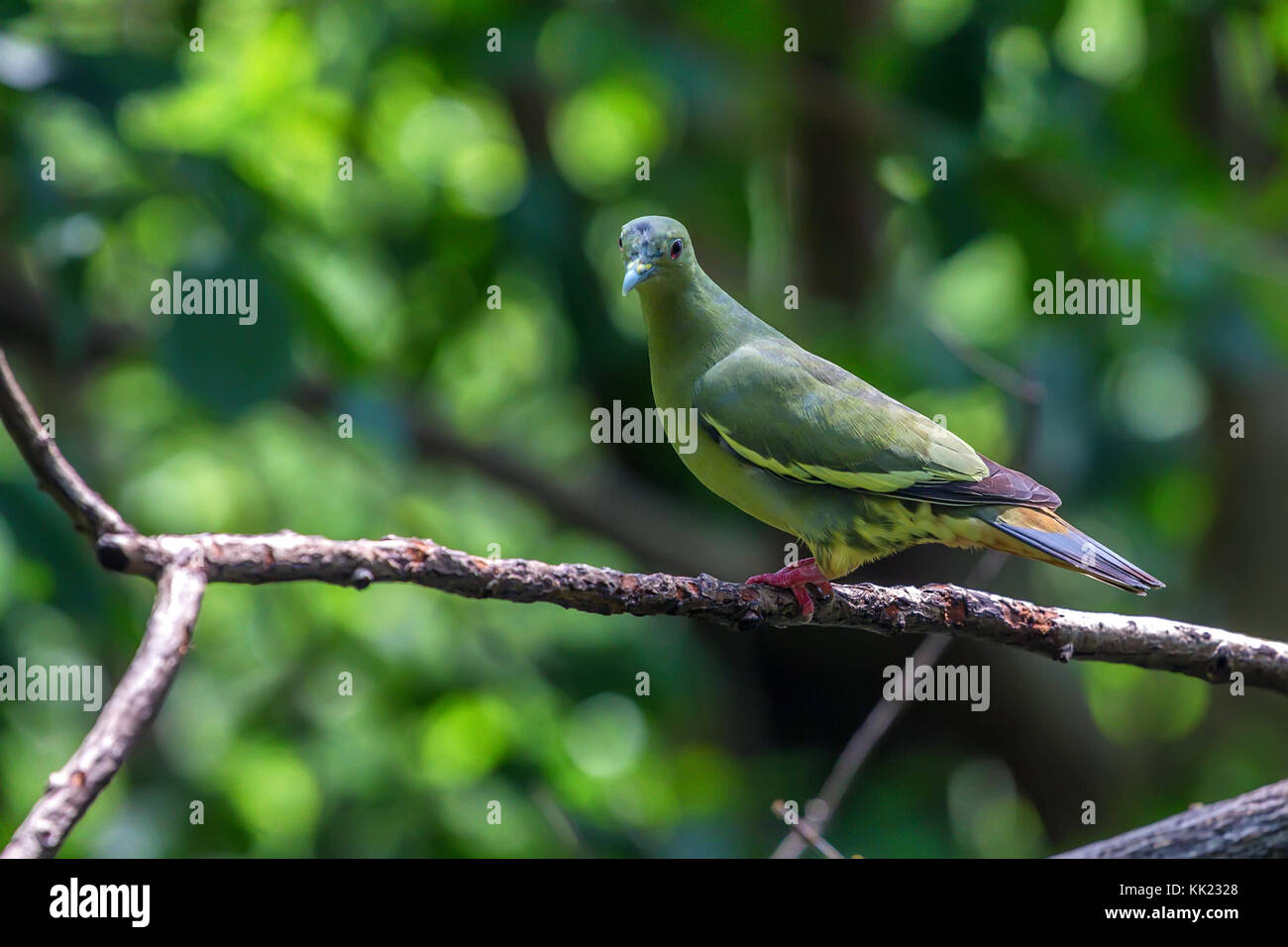 Hawa mahal jaipur sunset hi-res stock photography and images - Alamy