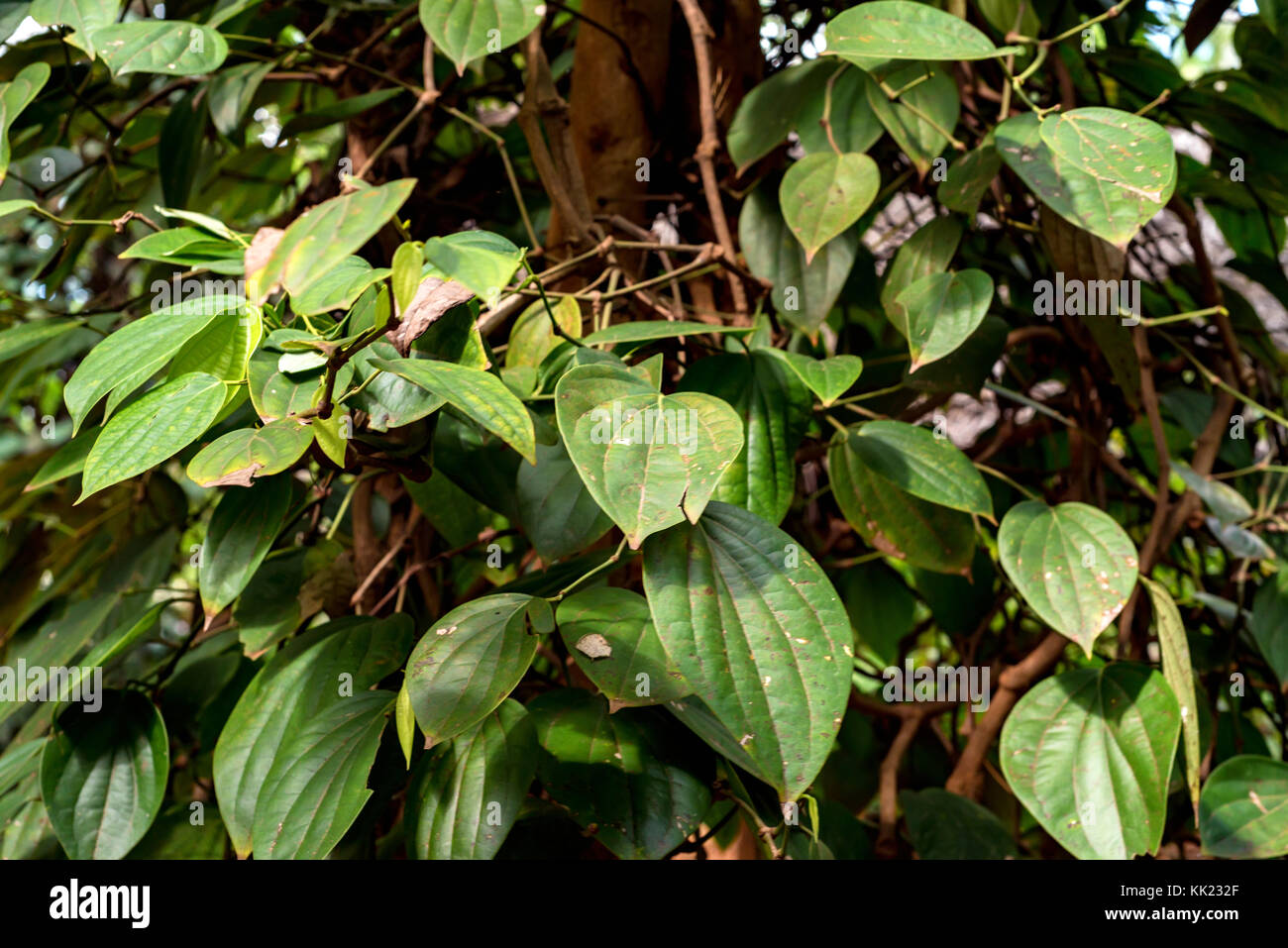 Black pepper trees piper nigrum hi-res stock photography and images - Alamy