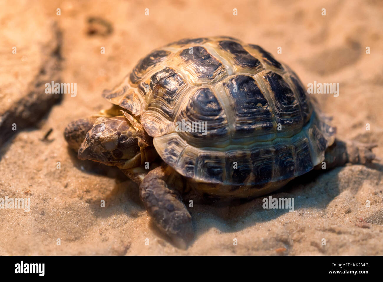 Small Russian tortoise or Agrionemys horsfieldii Stock Photo - Alamy