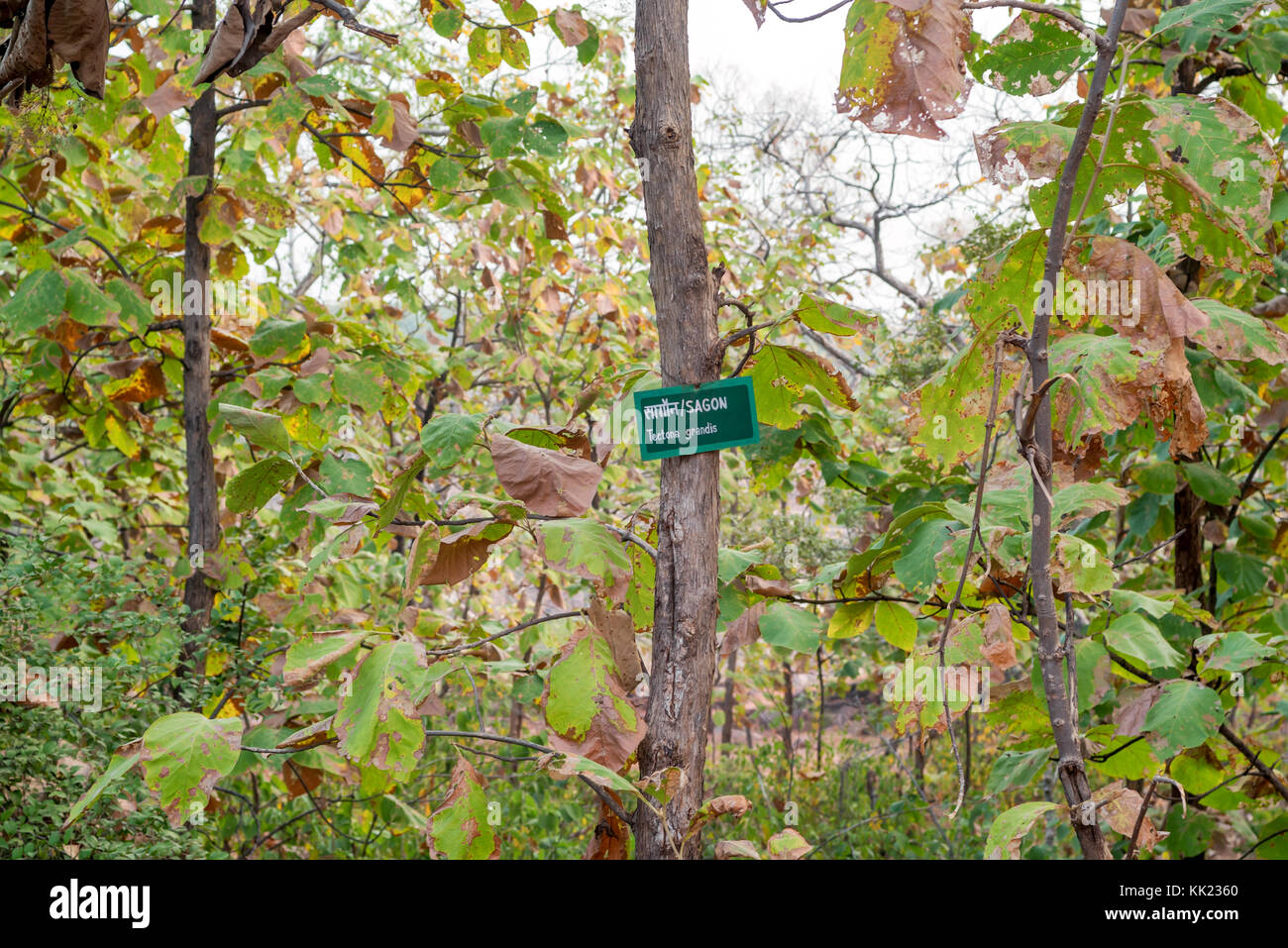 Teak tree or Tectona grandis in arboretum Stock Photo - Alamy