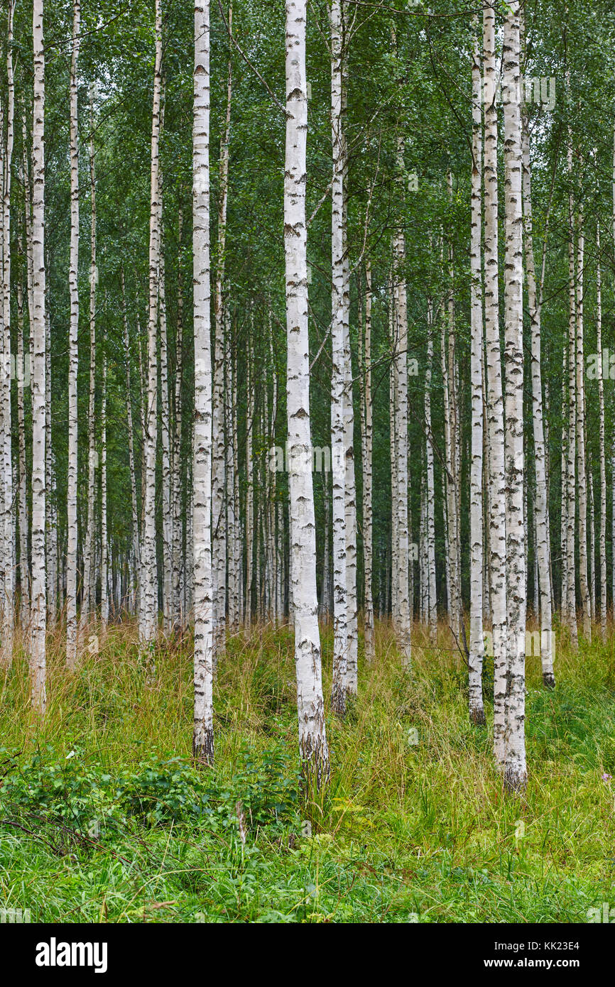 Finnish landscape with birch forest. Finland nature wilderness ...
