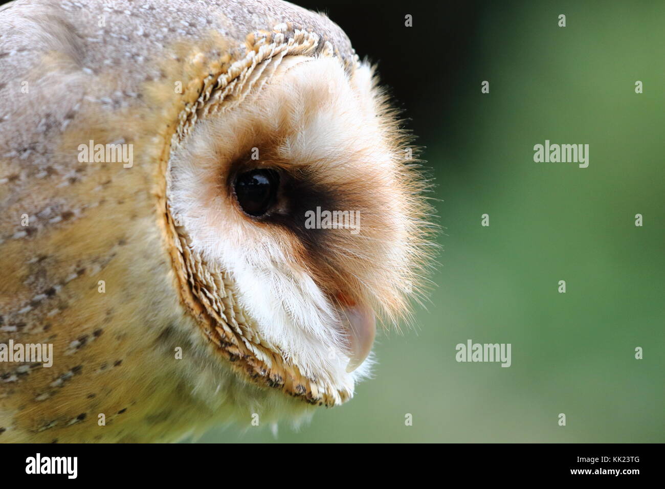 Barn Owl,Tyto alba, photographed at the Walworth Castle Bird of Prey ...