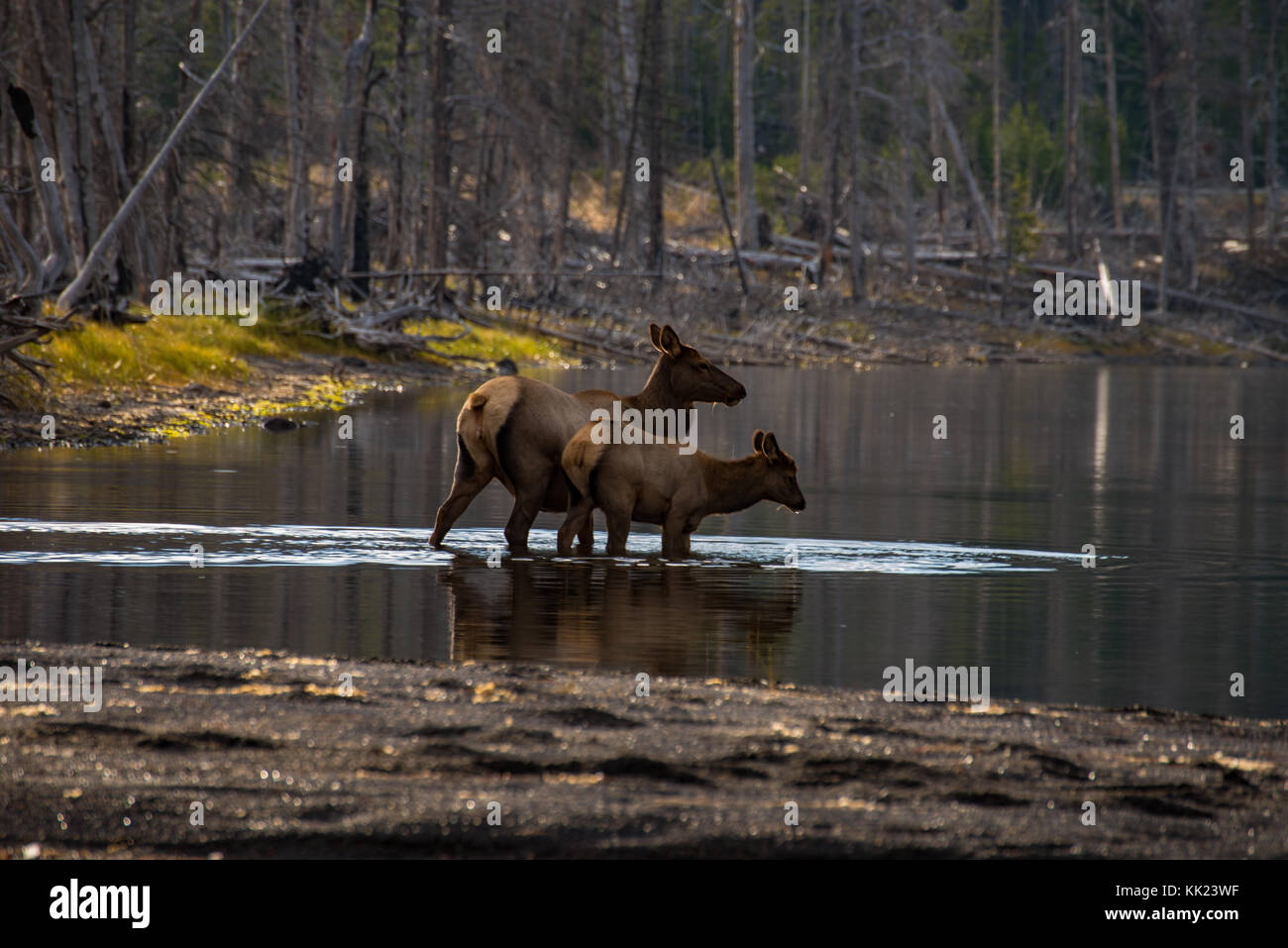 Doe elk and fawn at West Thumb Lake, Yellowstone, Wyoming Stock Photo ...