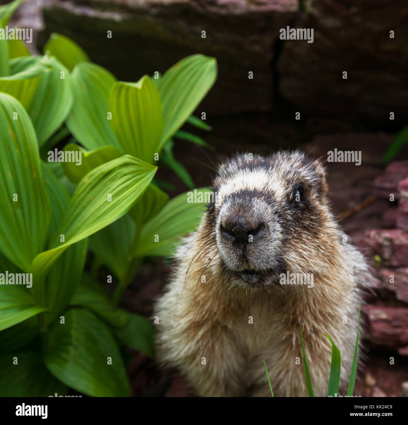 Marmots couple hi-res stock photography and images - Alamy