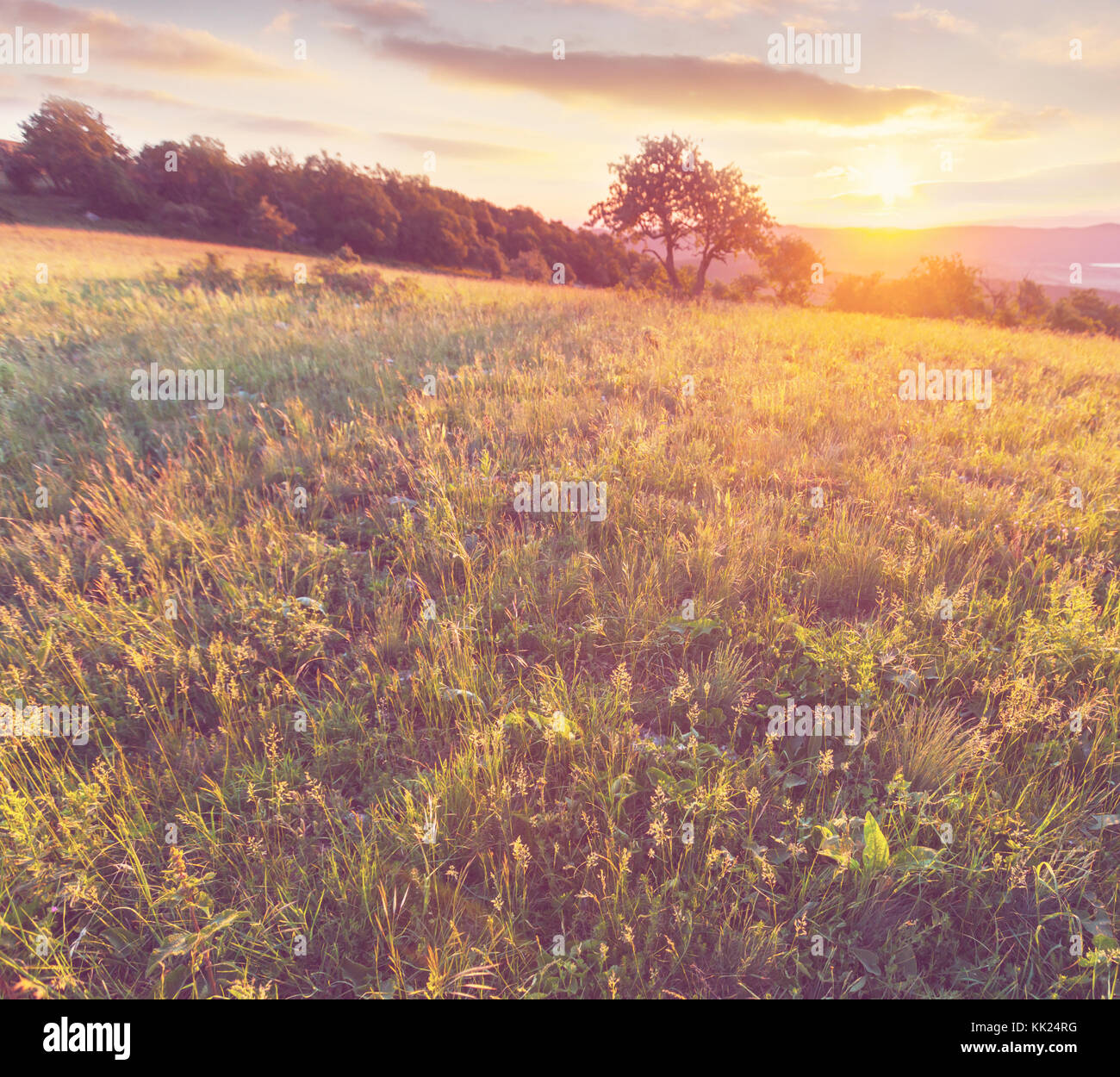 Summer flowers meadow Stock Photo - Alamy