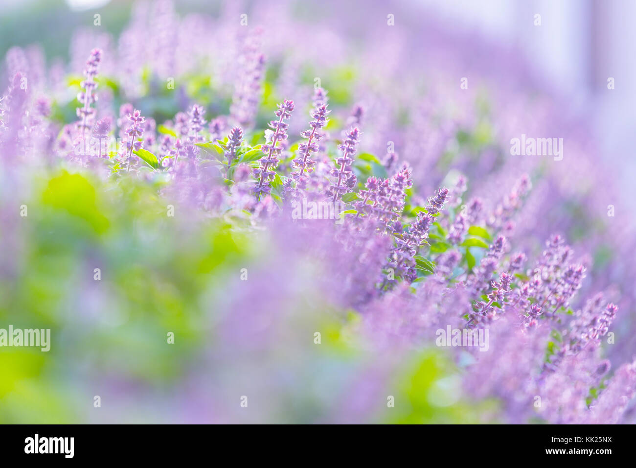 Leaves mint herb lawn hi-res stock photography and images - Alamy