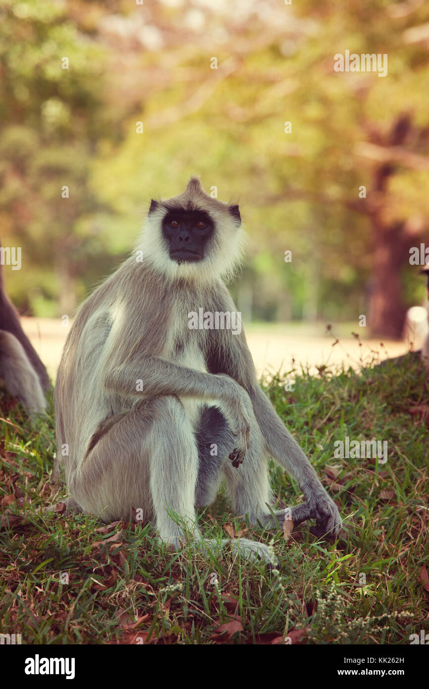 Monkeys in Anuradhapura, Sri Lanka Stock Photo - Alamy