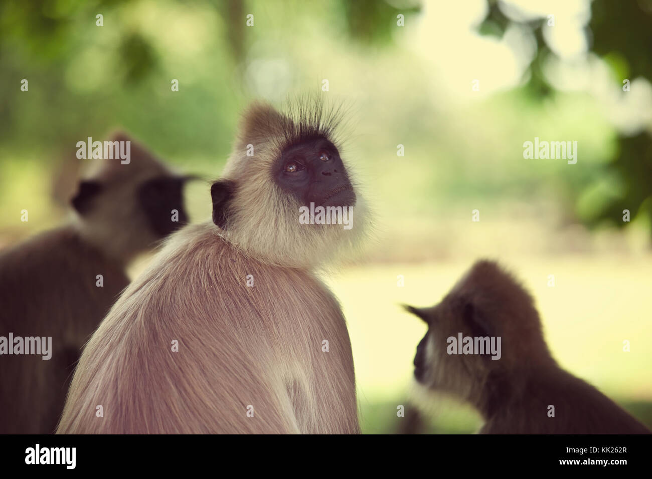 Monkeys in Anuradhapura, Sri Lanka Stock Photo - Alamy