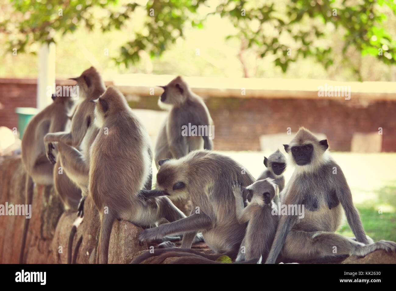 Monkeys in Anuradhapura, Sri Lanka Stock Photo - Alamy