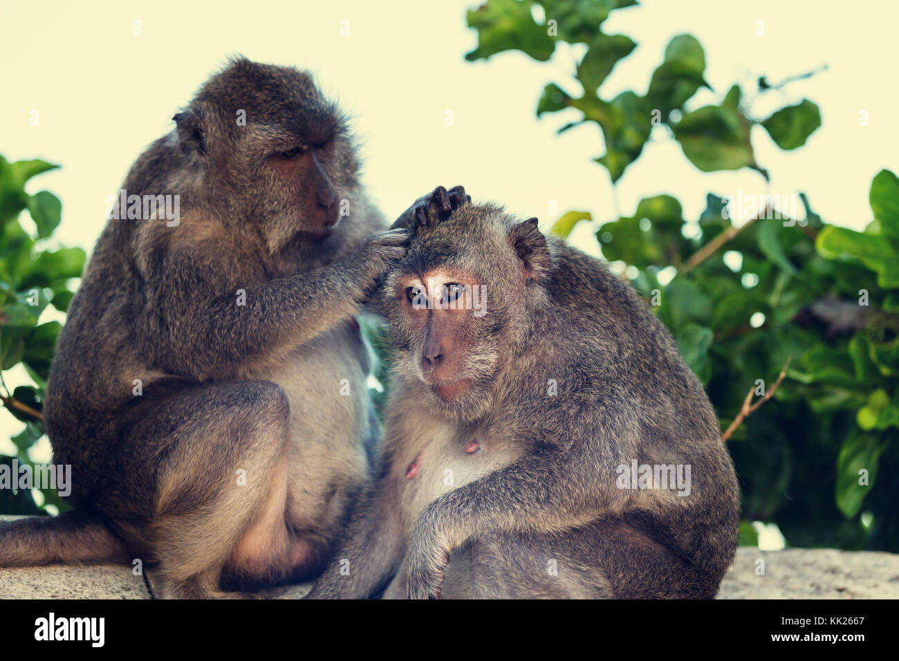 Monkey in Indonesia Stock Photo - Alamy