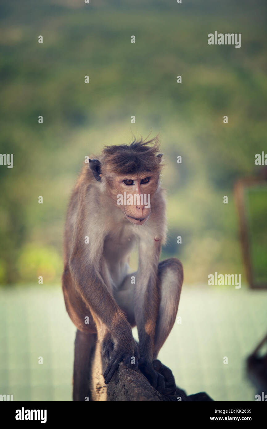 Monkey in Indonesia Stock Photo - Alamy