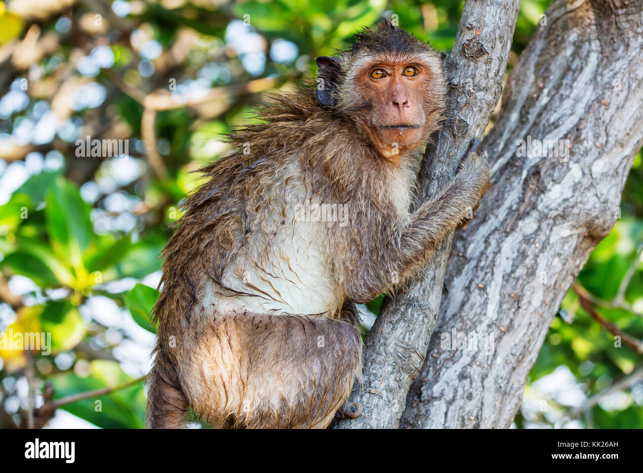 Monkeys in the Indonesian temple Stock Photo - Alamy