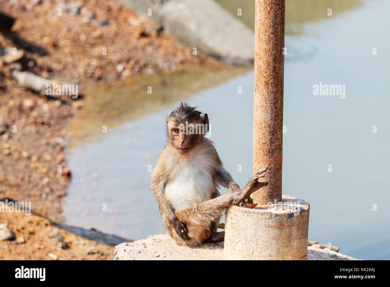 Monkeys in the Indonesian temple Stock Photo - Alamy