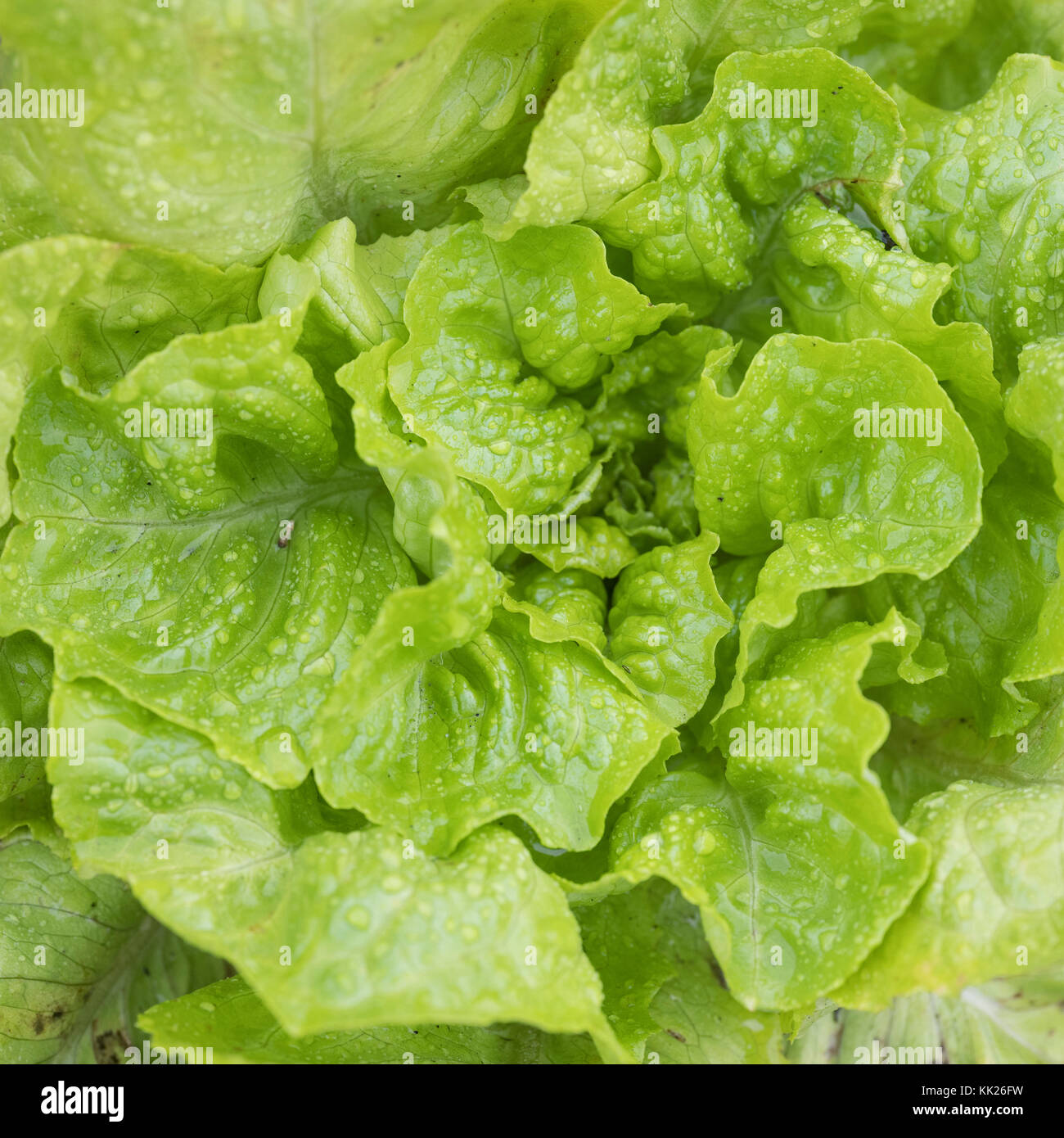 Loose Leaf Lettuce Stock Photos & Loose Leaf Lettuce Stock Images - Alamy