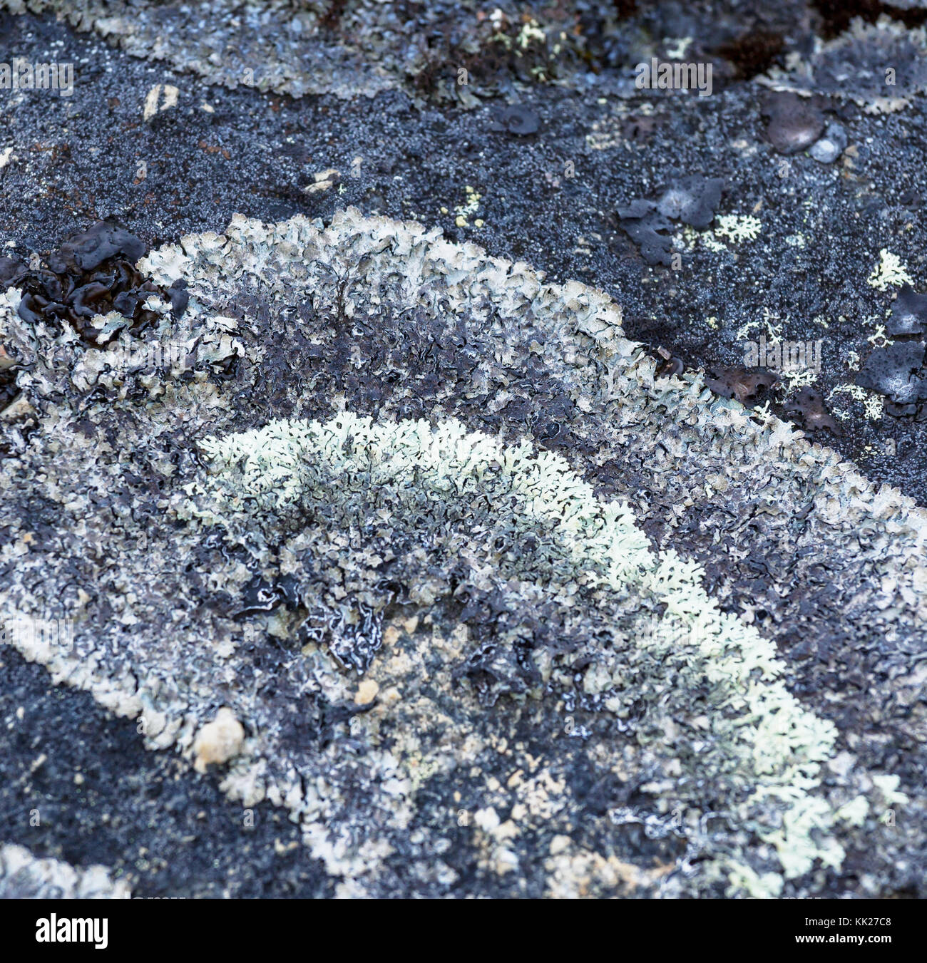 Grey moss close up Stock Photo - Alamy