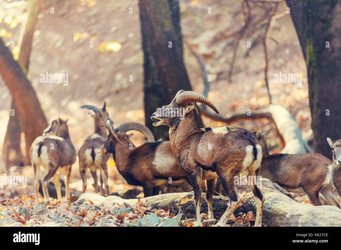 Cyprus mouflon hi-res stock photography and images - Alamy