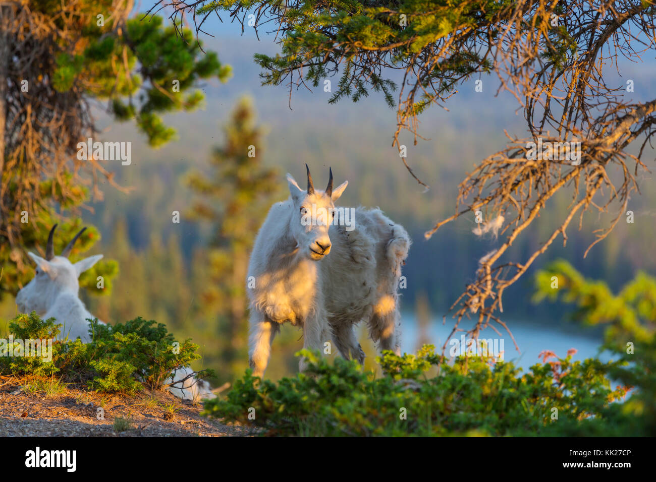 Wild Mountain Goat, Banff National Park Alberta Canada Stock Photo - Alamy
