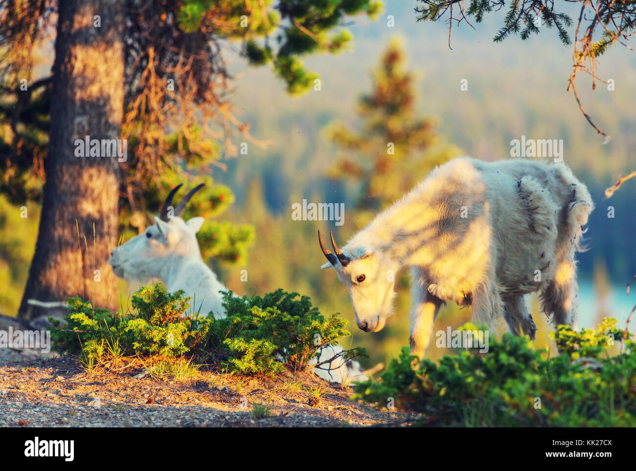 Wild Mountain Goat, Banff National Park, Alberta Canada Stock Photo - Alamy