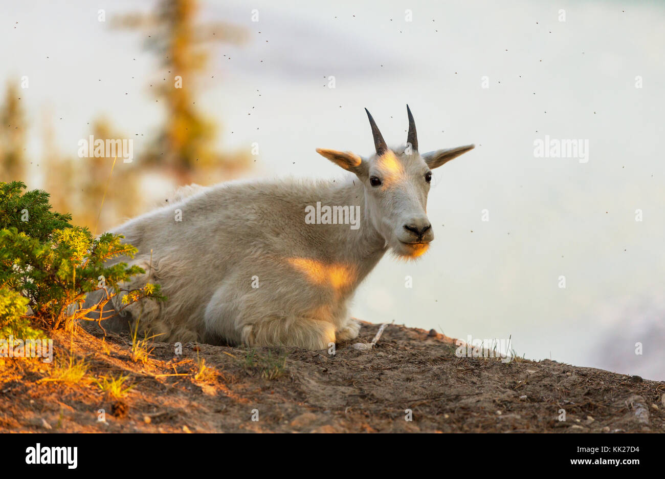 Wild Mountain Goat, Banff National Park, Alberta Canada Stock Photo - Alamy