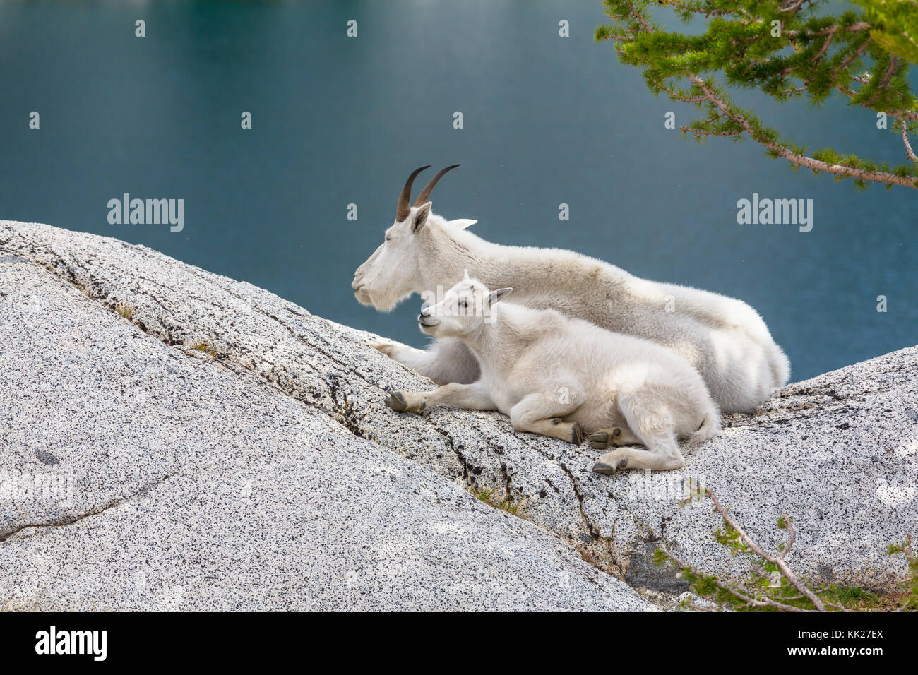 Wild Mountain Goat in Cascade mountains Stock Photo - Alamy