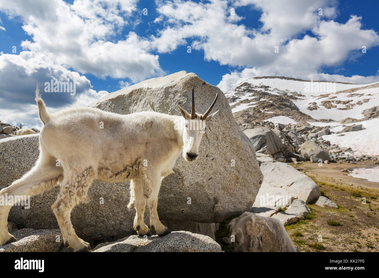 Wild Mountain Goat in Cascade mountains Stock Photo - Alamy