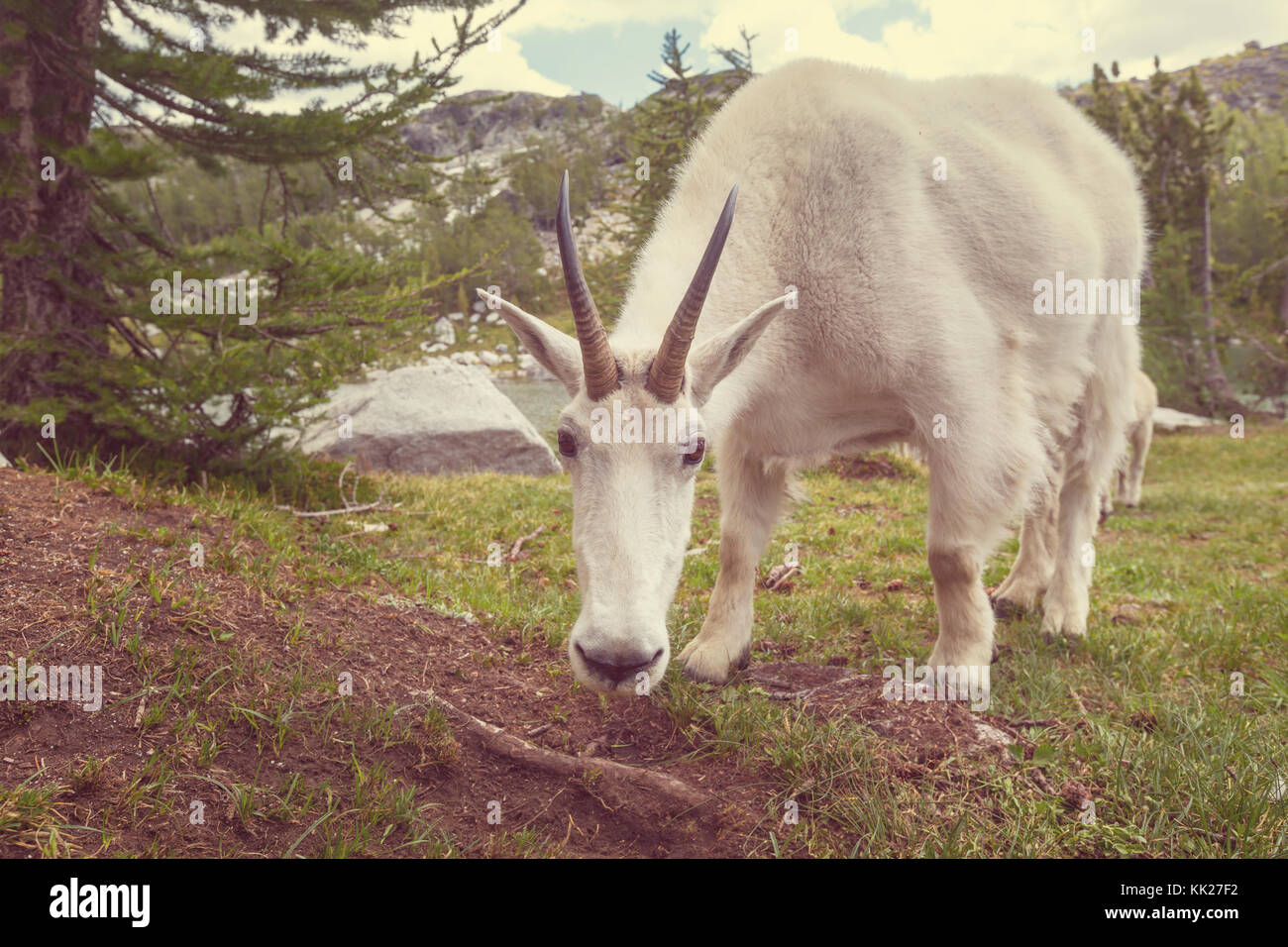 Wild Mountain Goat in Cascade mountains Stock Photo - Alamy