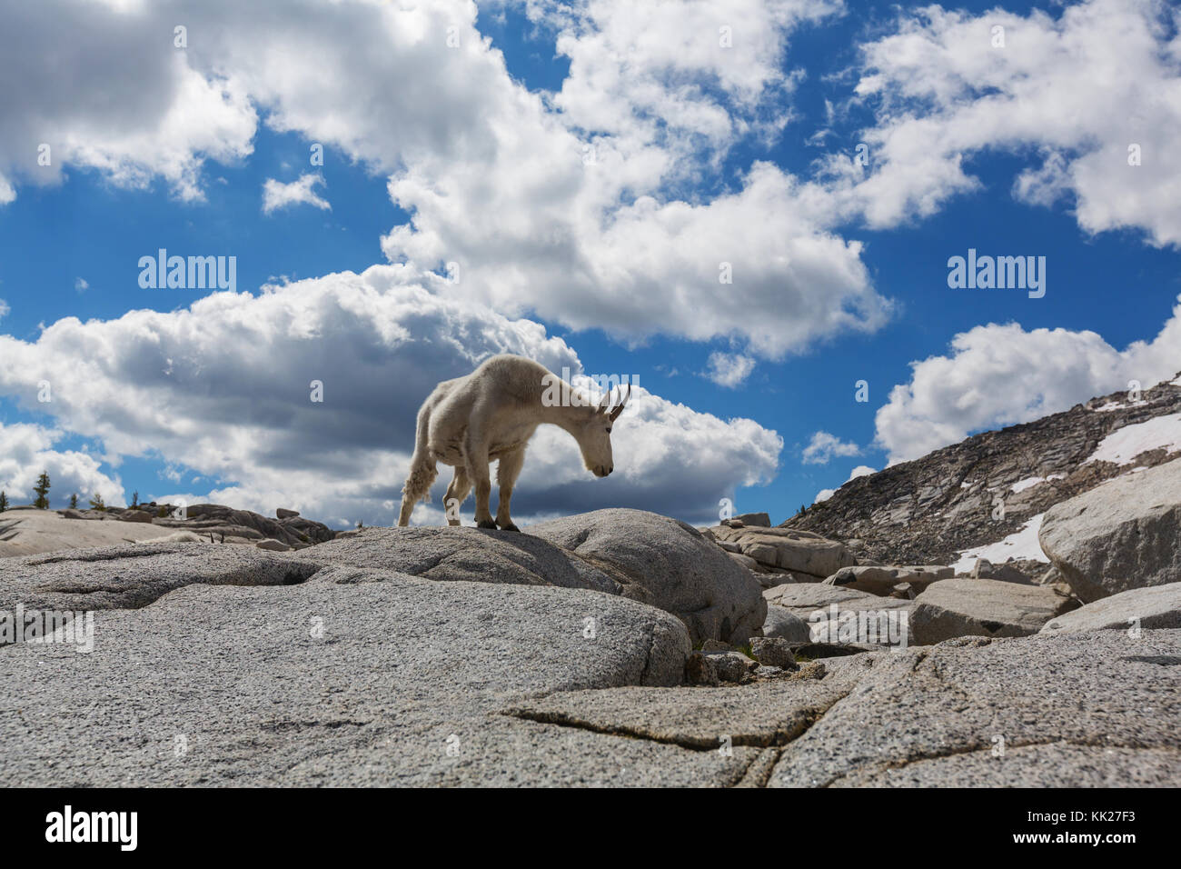 Wild Mountain Goat in Cascade mountains Stock Photo - Alamy