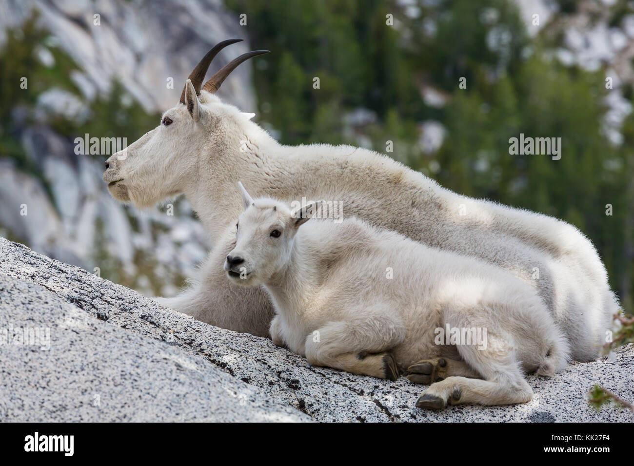 Wild Mountain Goat in Cascade mountains Stock Photo - Alamy