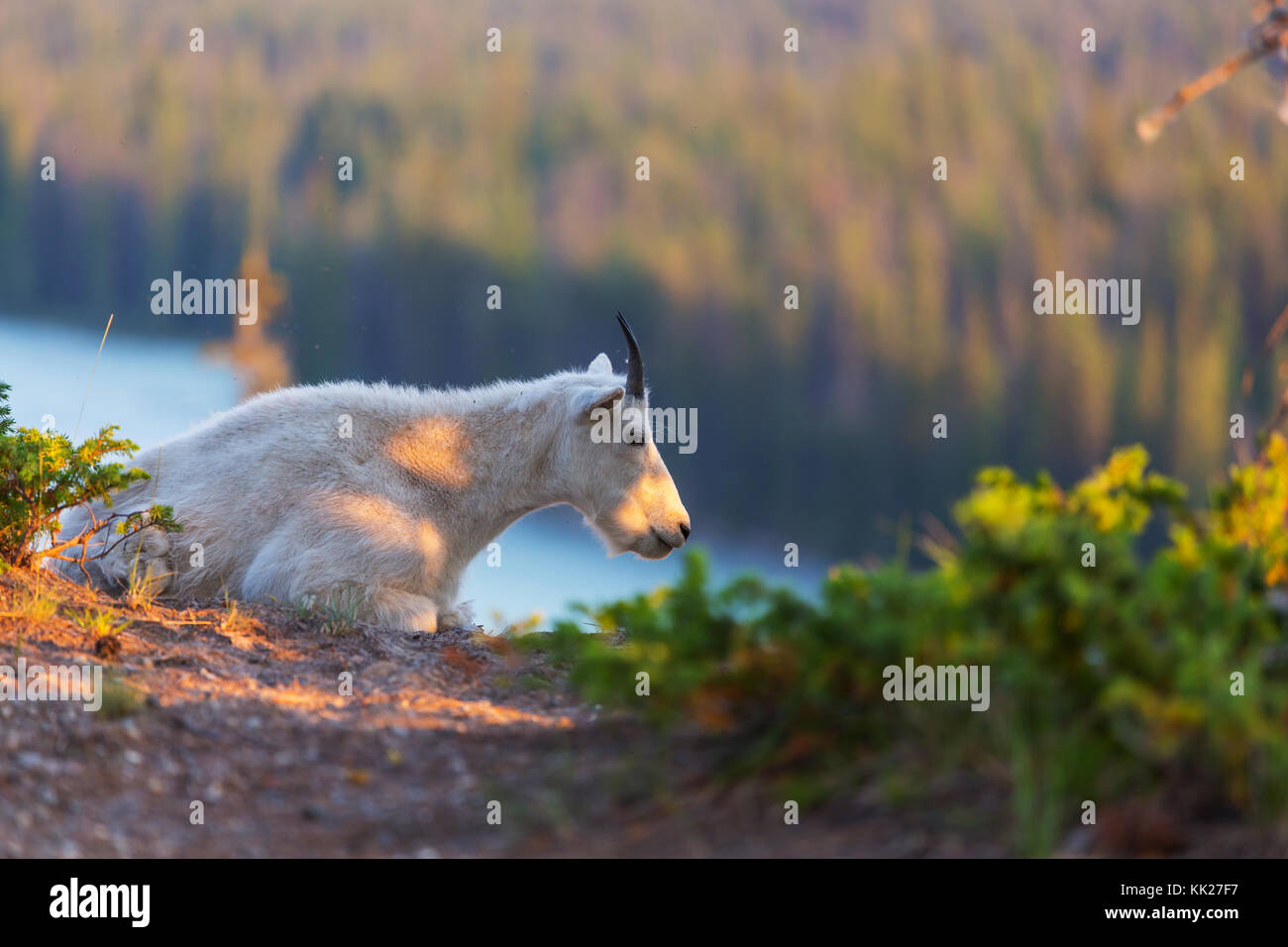 Wild Mountain Goat in Cascade mountains Stock Photo - Alamy