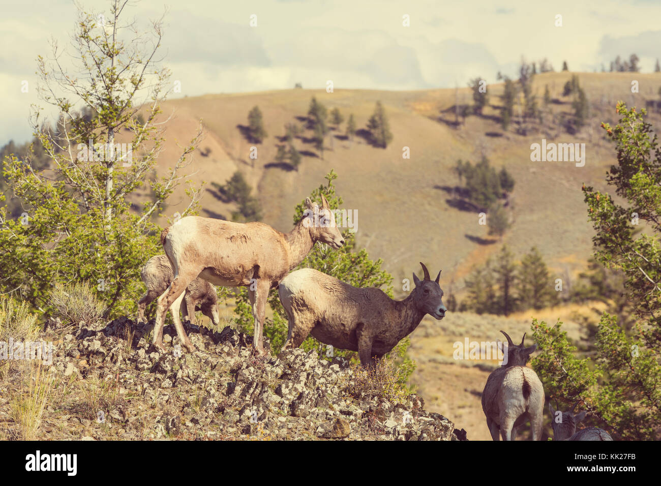 Wild Mountain Goat in Cascade mountains Stock Photo - Alamy