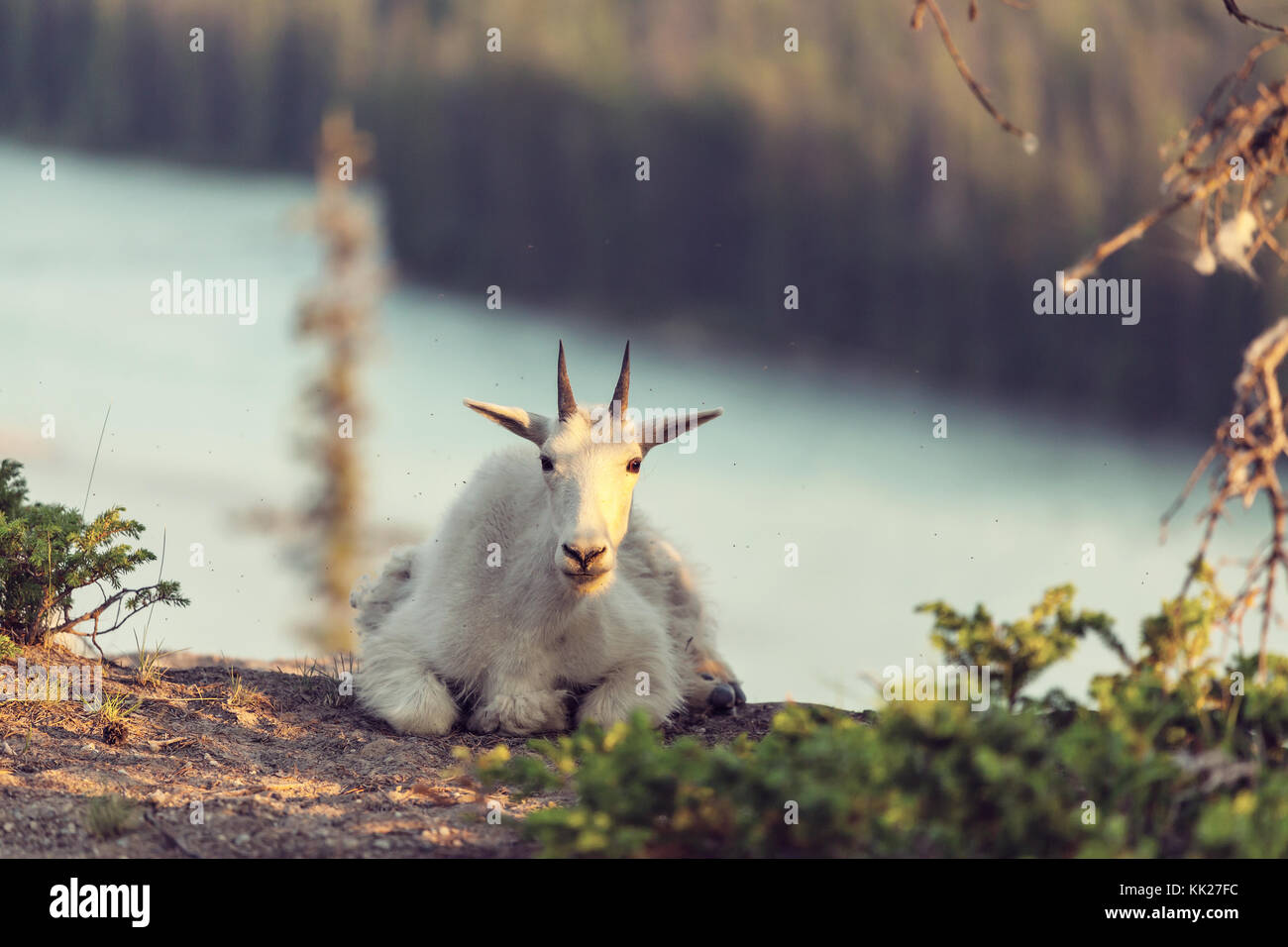 Wild Mountain Goat in Cascade mountains Stock Photo - Alamy