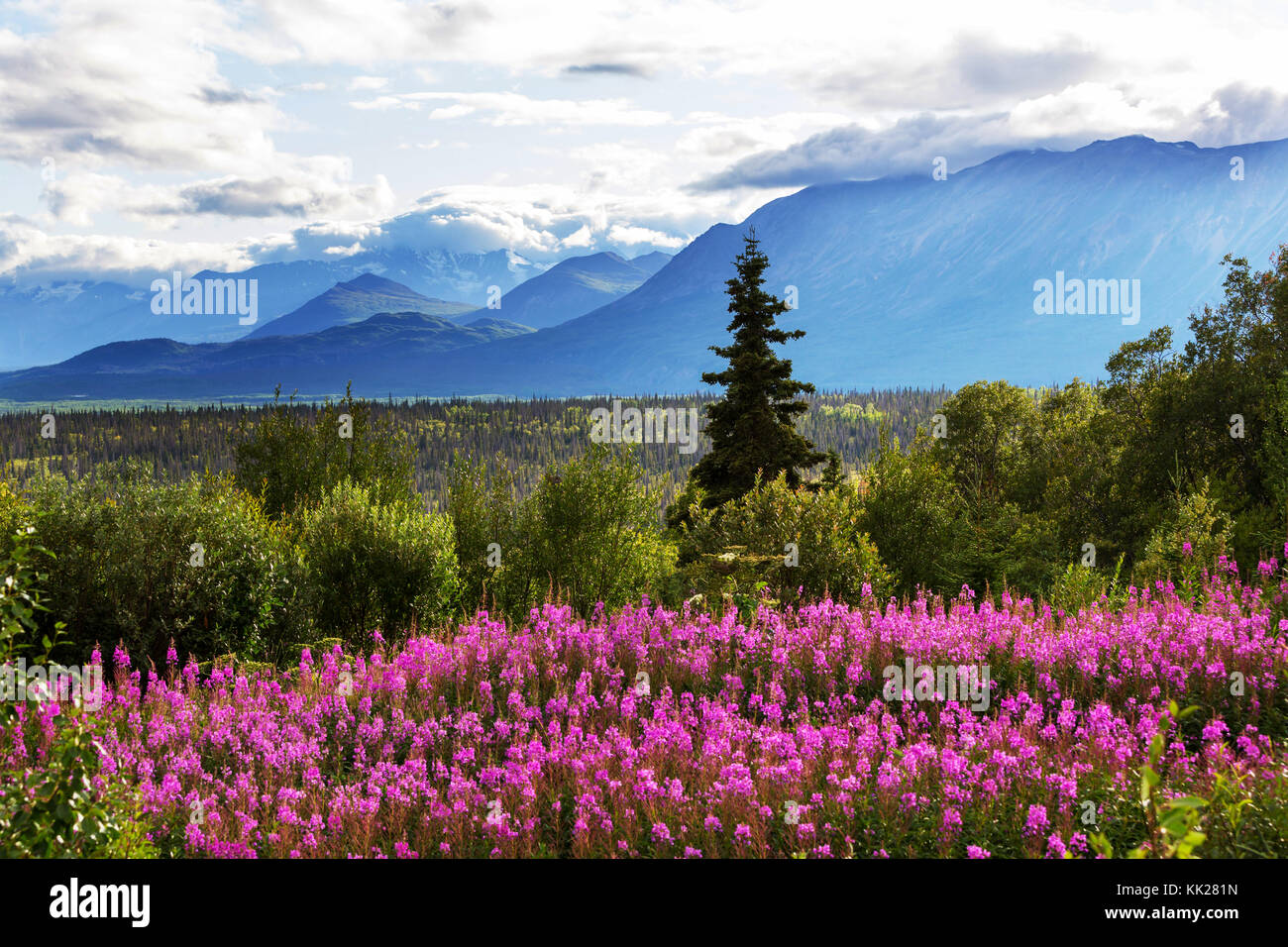 Mountains of Alaska in summer Stock Photo - Alamy