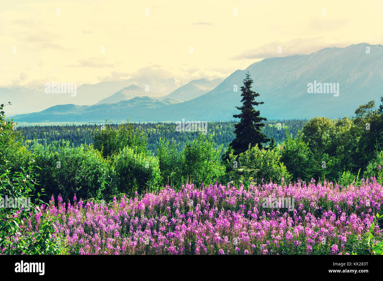 Mountains of Alaska in summer Stock Photo - Alamy