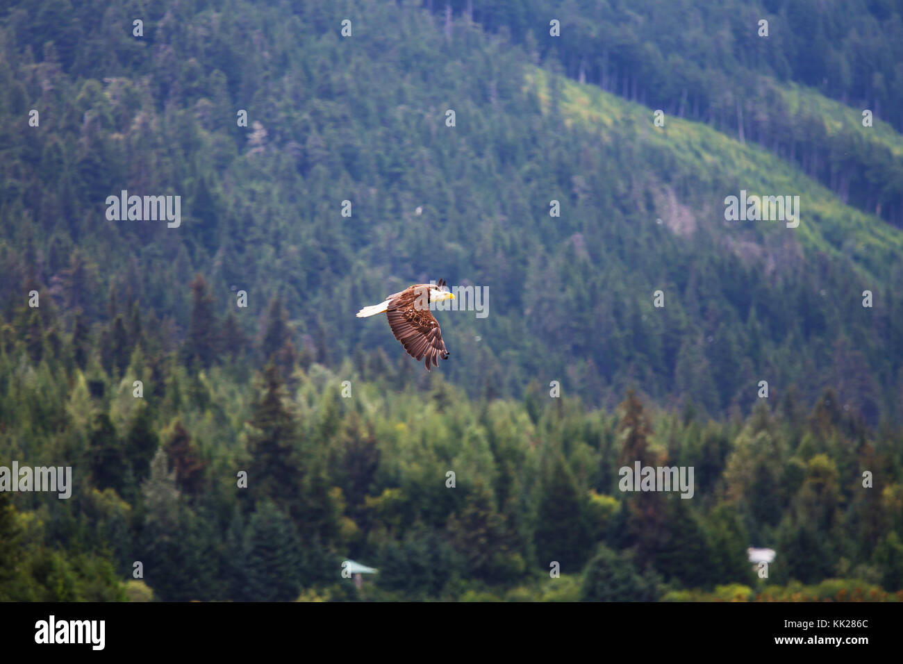 Mountains of Alaska in summer Stock Photo - Alamy