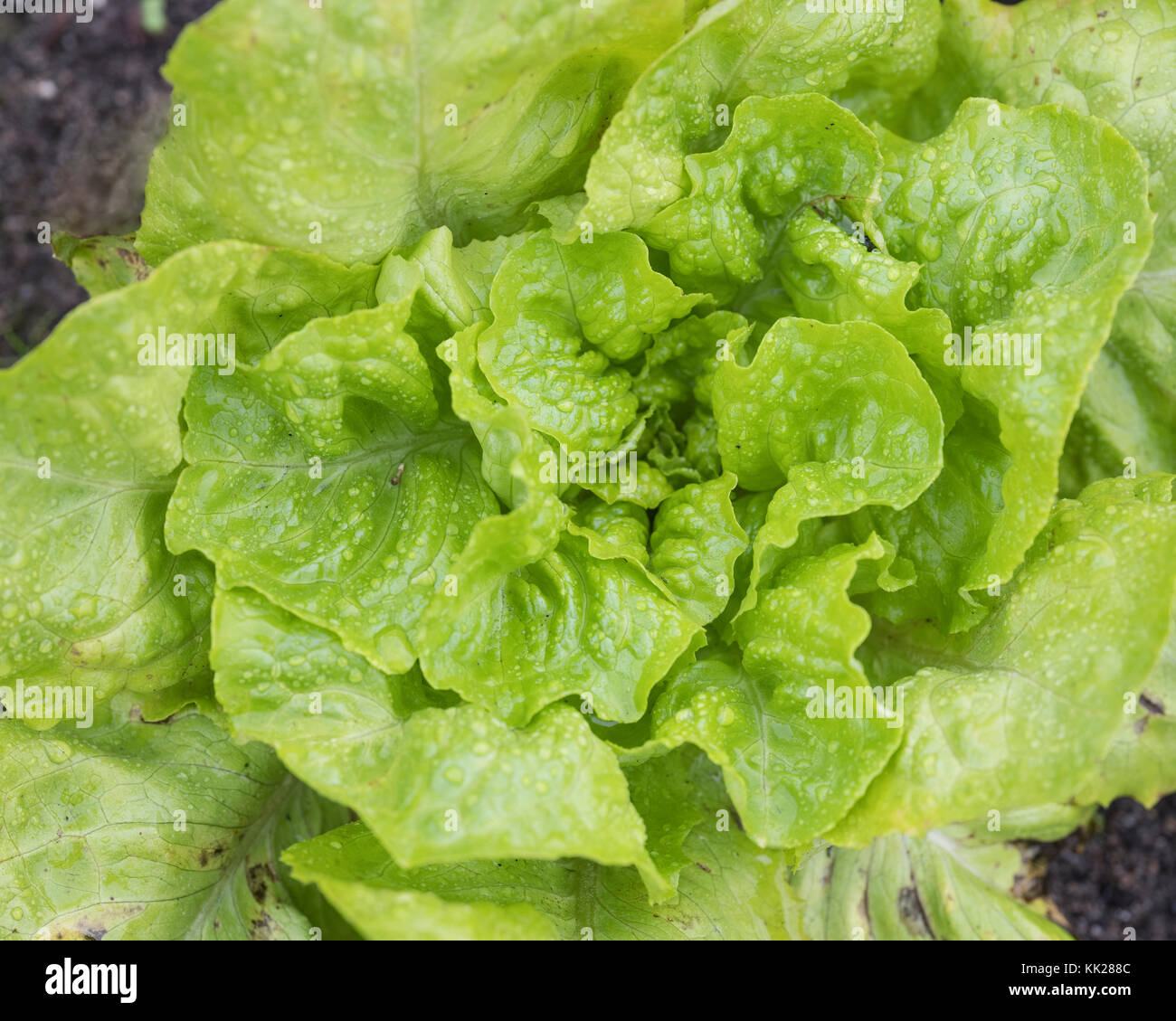 closeup of green lettuce plant in garden Stock Photo - Alamy