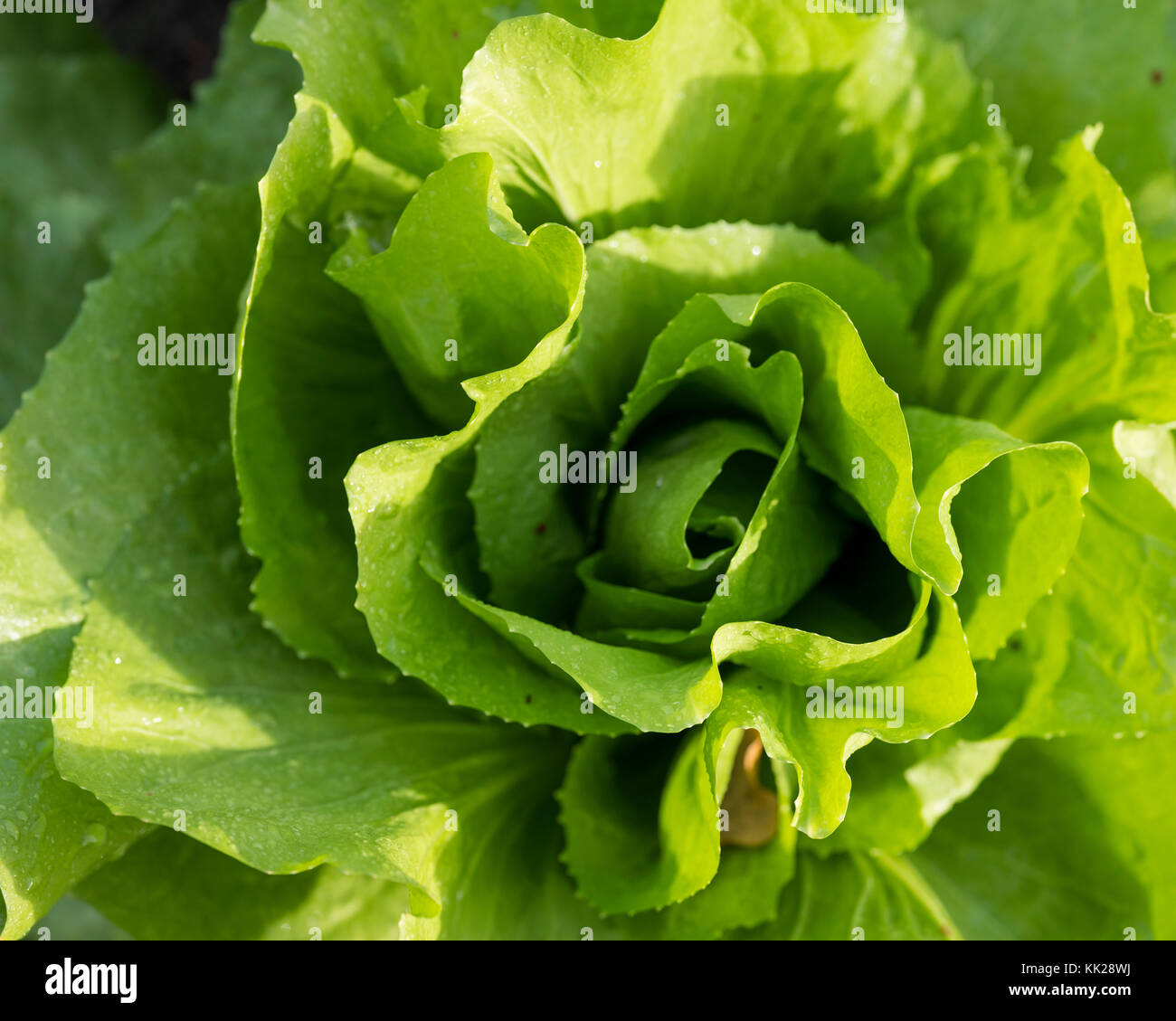closeup of green lettuce plant in garden Stock Photo - Alamy