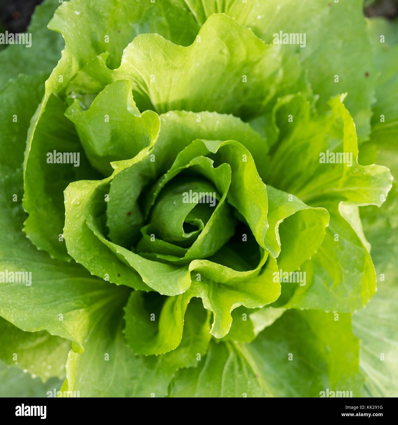 closeup of green lettuce plant in garden Stock Photo - Alamy