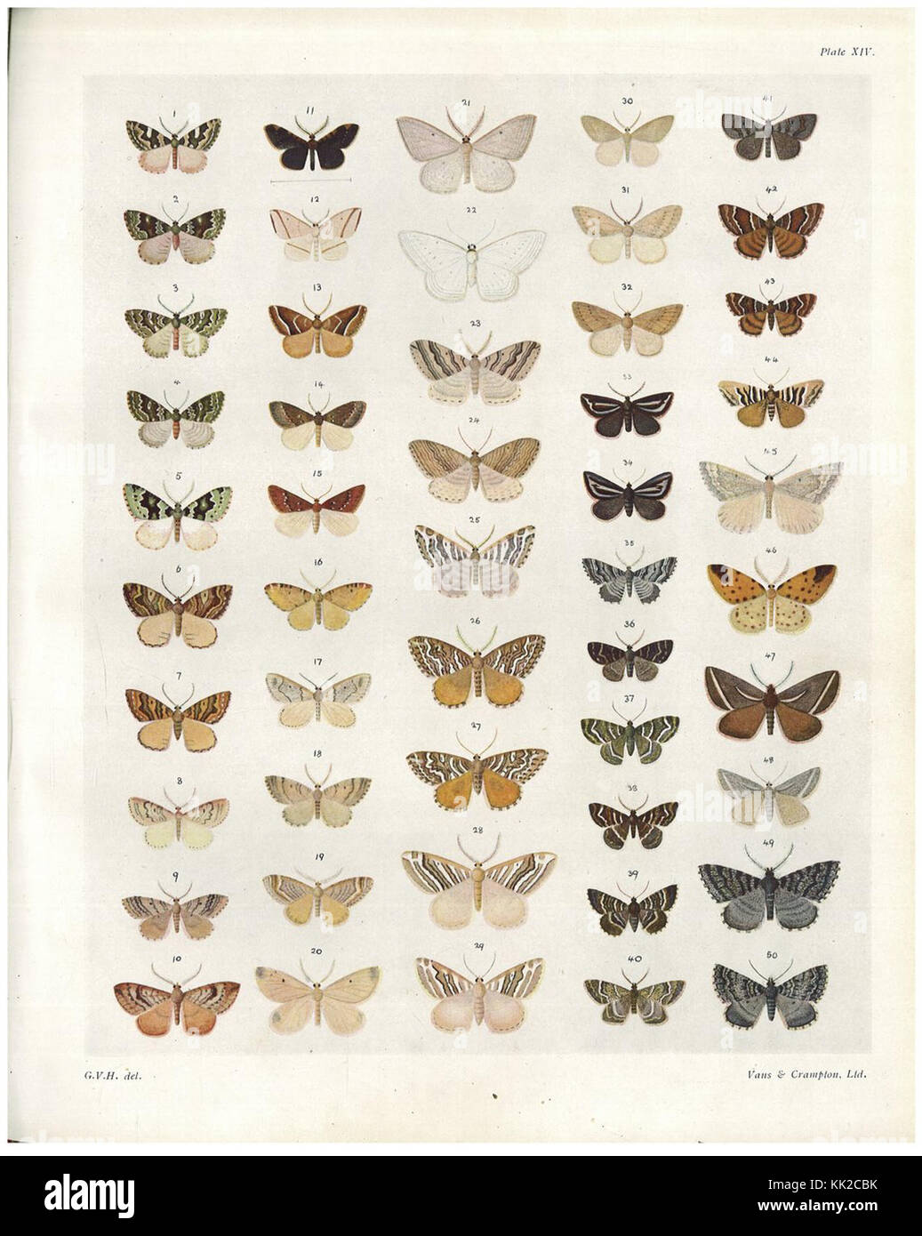 Moths highlights hi-res stock photography and images - Alamy