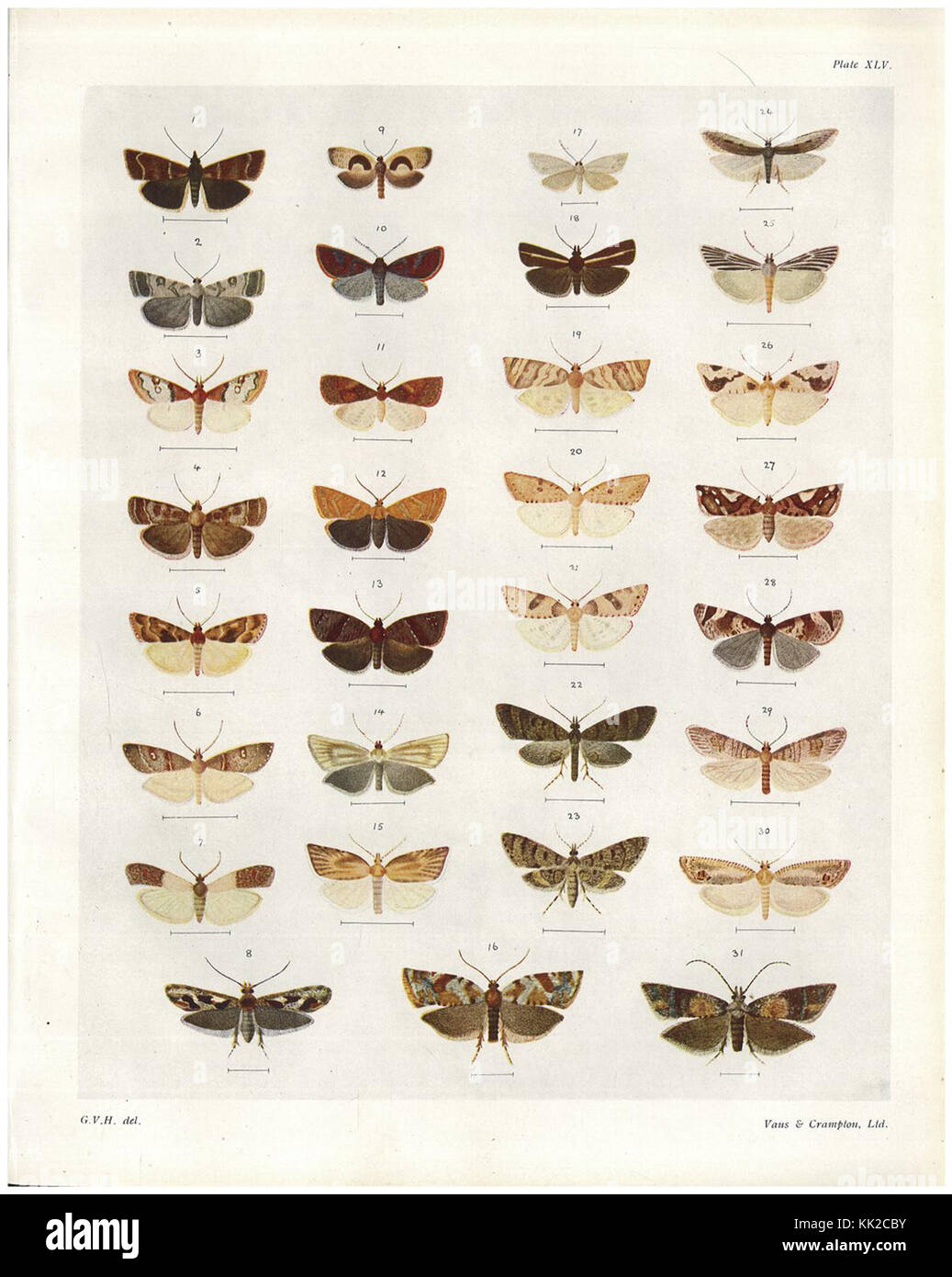 New Zealand Moths High Resolution Stock Photography and Images - Alamy