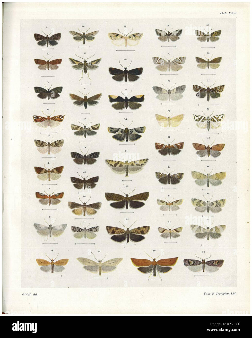 Plate XXVI illustrates various species of butterflies and moths native ...