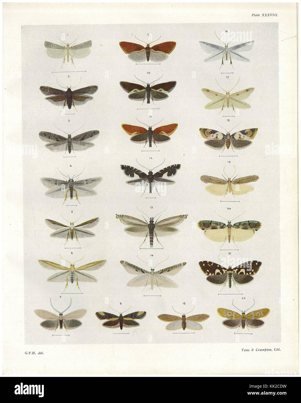 An illustration from 'The Butterflies & Moths of New Zealand ...