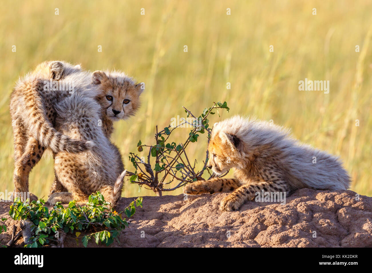 Cheetahs cubs playing with each other Stock Photo - Alamy