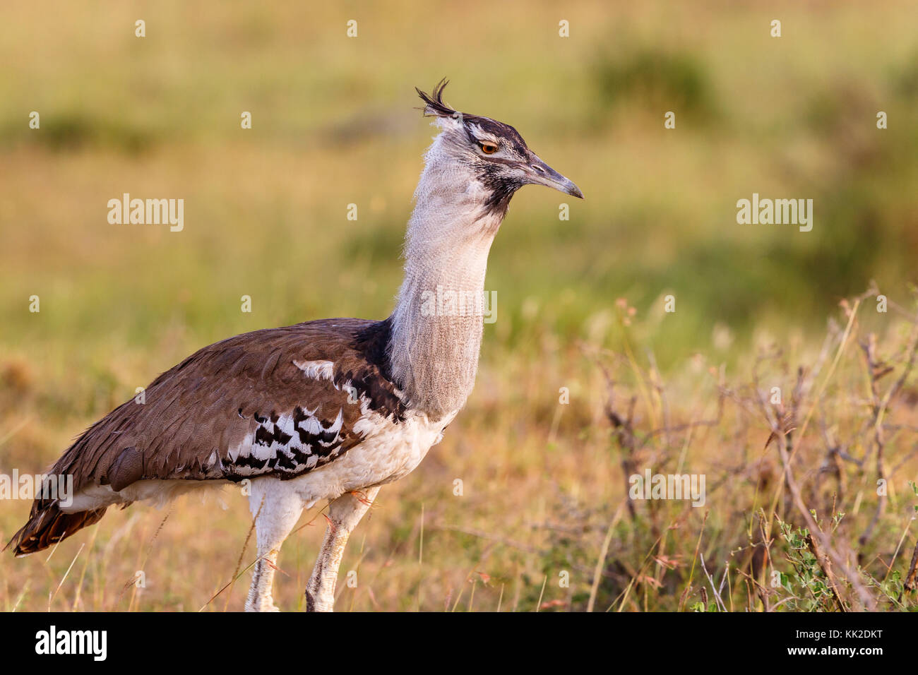 Kori bustard bird on the African savannah Stock Photo - Alamy