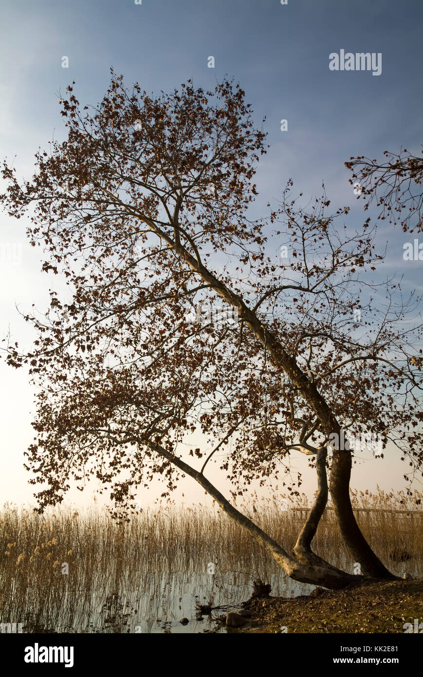A tree on Lake Garda, Lazise, Veneto, Italy Stock Photo - Alamy