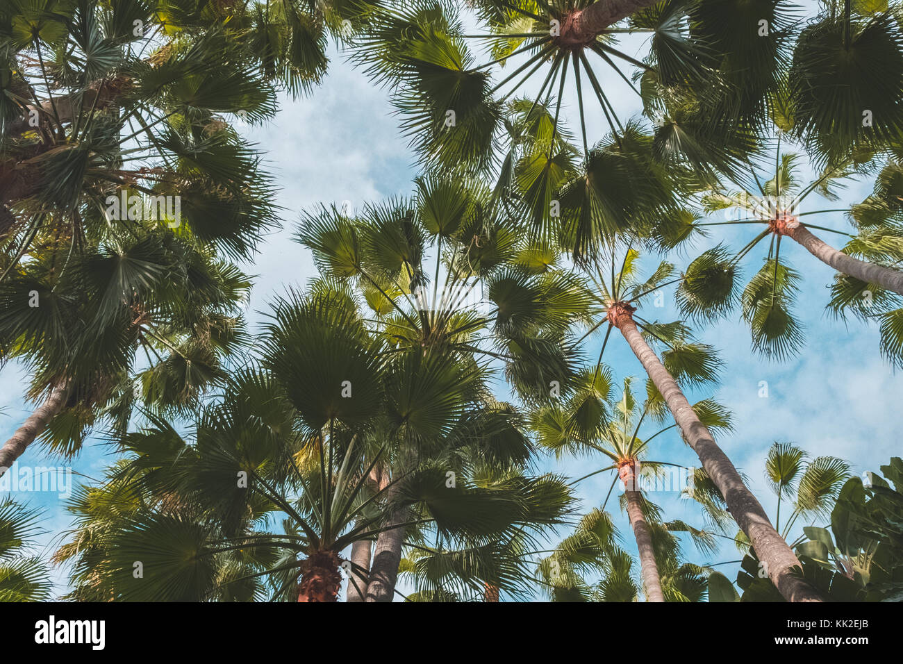 palm trees on blue sky - tropical background Stock Photo - Alamy