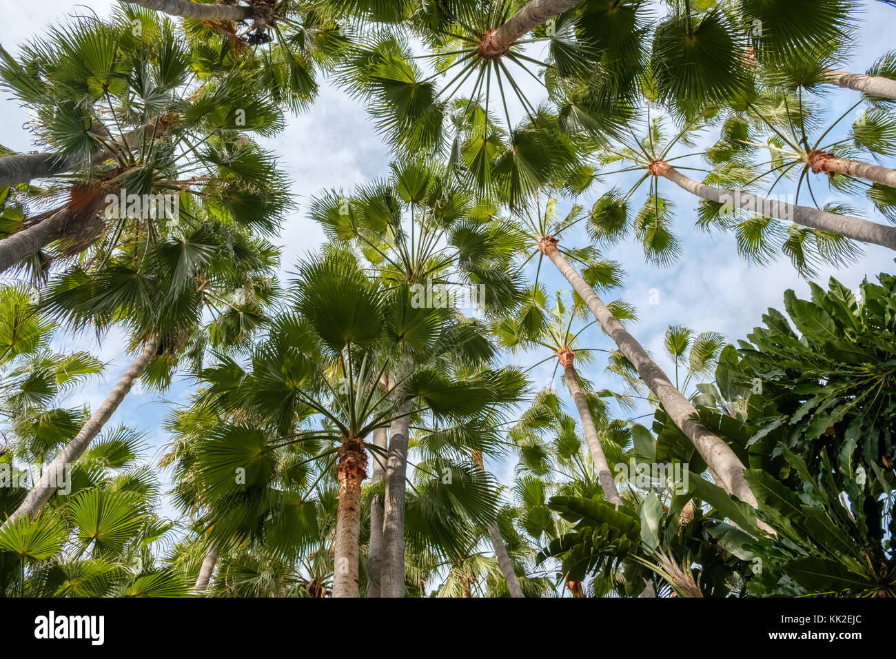 Beautiful landscape trees blue hi-res stock photography and images - Alamy