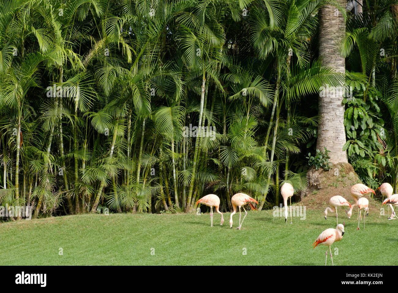 group of flamingos on meadow with palm tree background Stock Photo - Alamy