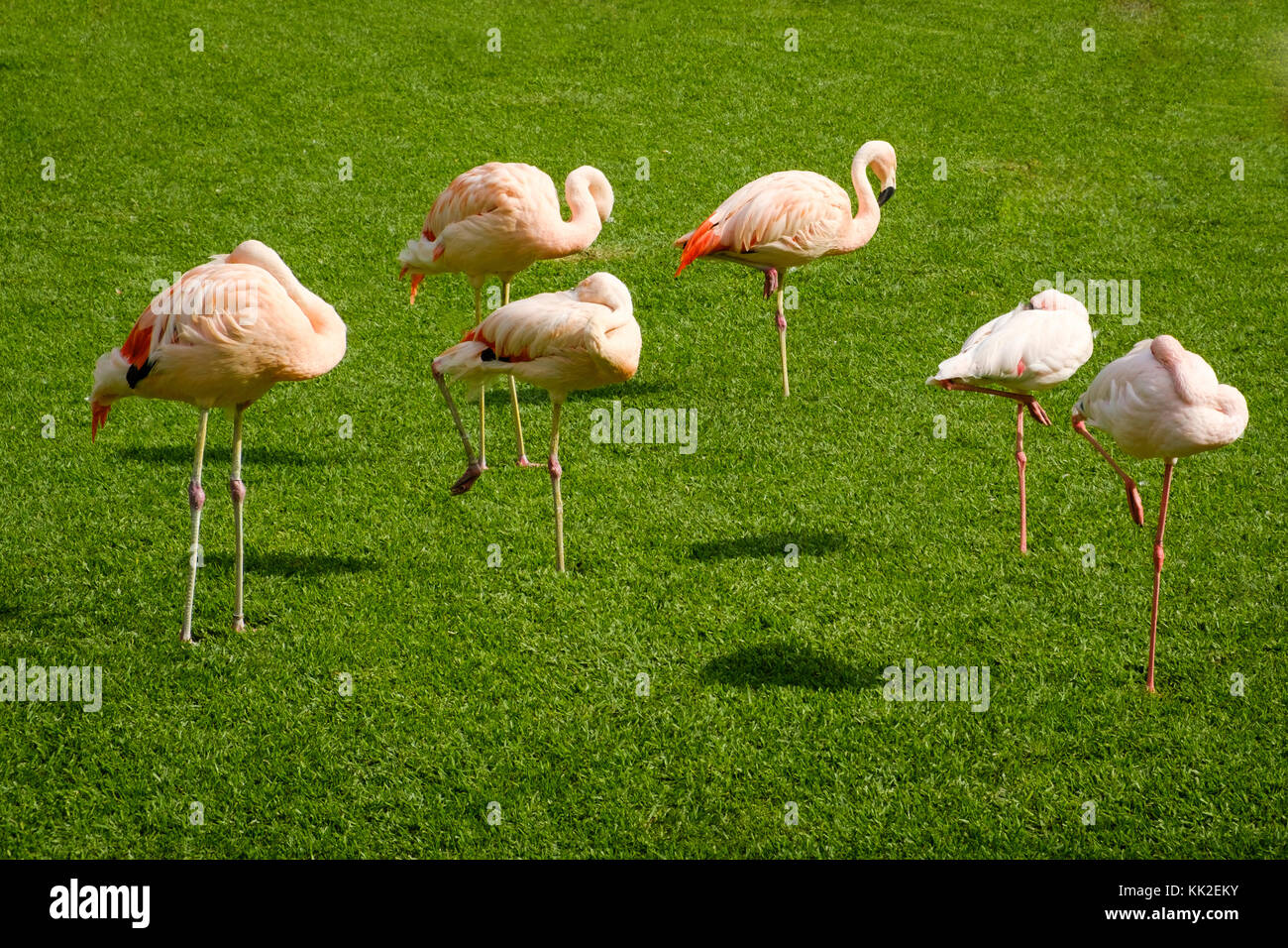 Asian flamingos hi-res stock photography and images - Alamy